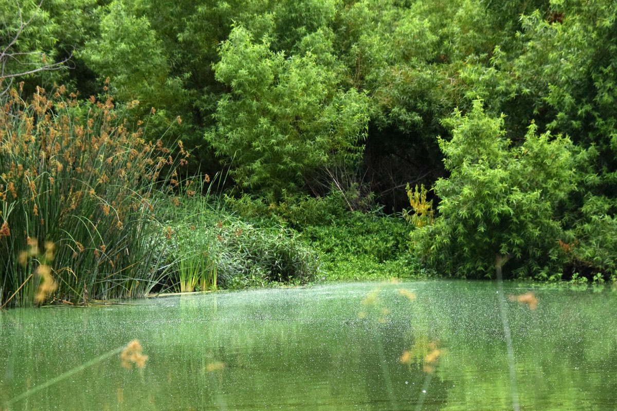 Safe Clean Water LA - LA County's Safe Clean Water Program Website